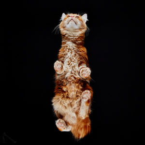 Under-Cats, des chats photographiés du dessous par Andrius Burba ...
