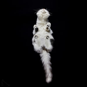 Under-Cats, des chats photographiés du dessous par Andrius Burba ...