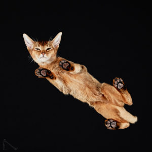 Under-Cats, des chats photographiés du dessous par Andrius Burba ...