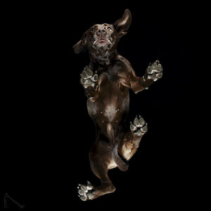 Under-Dogs, des chiens photographiés du dessous par Andrius Burba ...