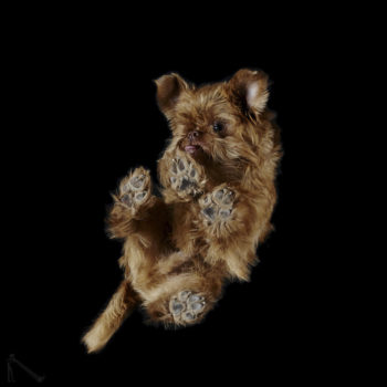 Under-Dogs, des chiens photographiés du dessous par Andrius Burba ...