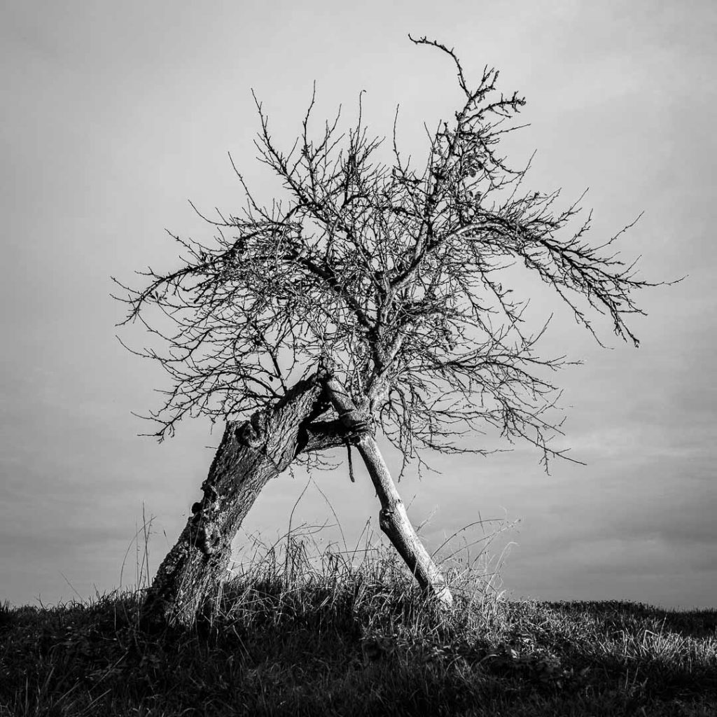 Olivier Ouadah capture la majesté des arbres en noir et blanc