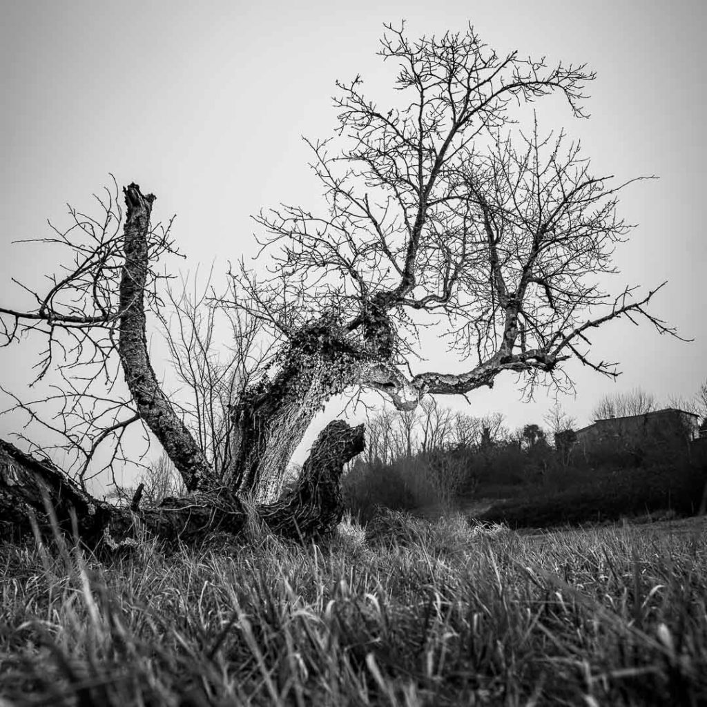 Olivier Ouadah capture la majesté des arbres en noir et blanc