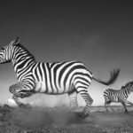 Gurcharan Roopra : une approche immersive de la photographie animalière