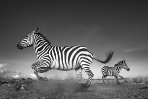 Gurcharan Roopra : une approche immersive de la photographie animalière