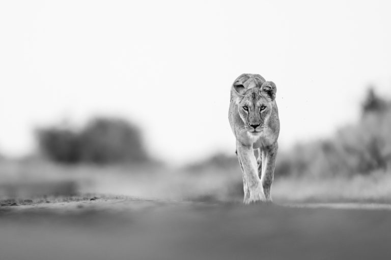 Gurcharan Roopra : une approche immersive de la photographie animalière