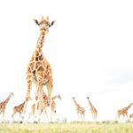 Gurcharan Roopra : une approche immersive de la photographie animalière