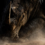 Gurcharan Roopra : une approche immersive de la photographie animalière