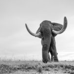 Gurcharan Roopra : une approche immersive de la photographie animalière