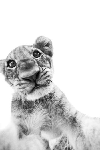 Gurcharan Roopra : une approche immersive de la photographie animalière