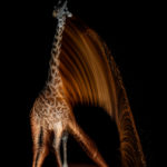 Gurcharan Roopra : une approche immersive de la photographie animalière