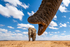 Gurcharan Roopra : une approche immersive de la photographie animalière